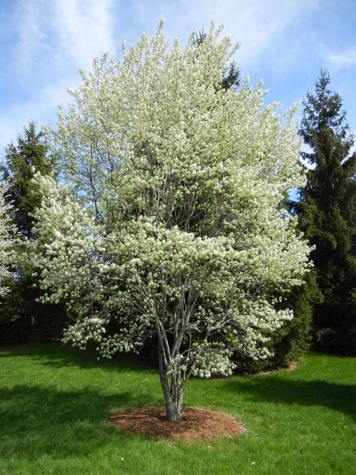 What is that Flowering Tree? - Elements Studio