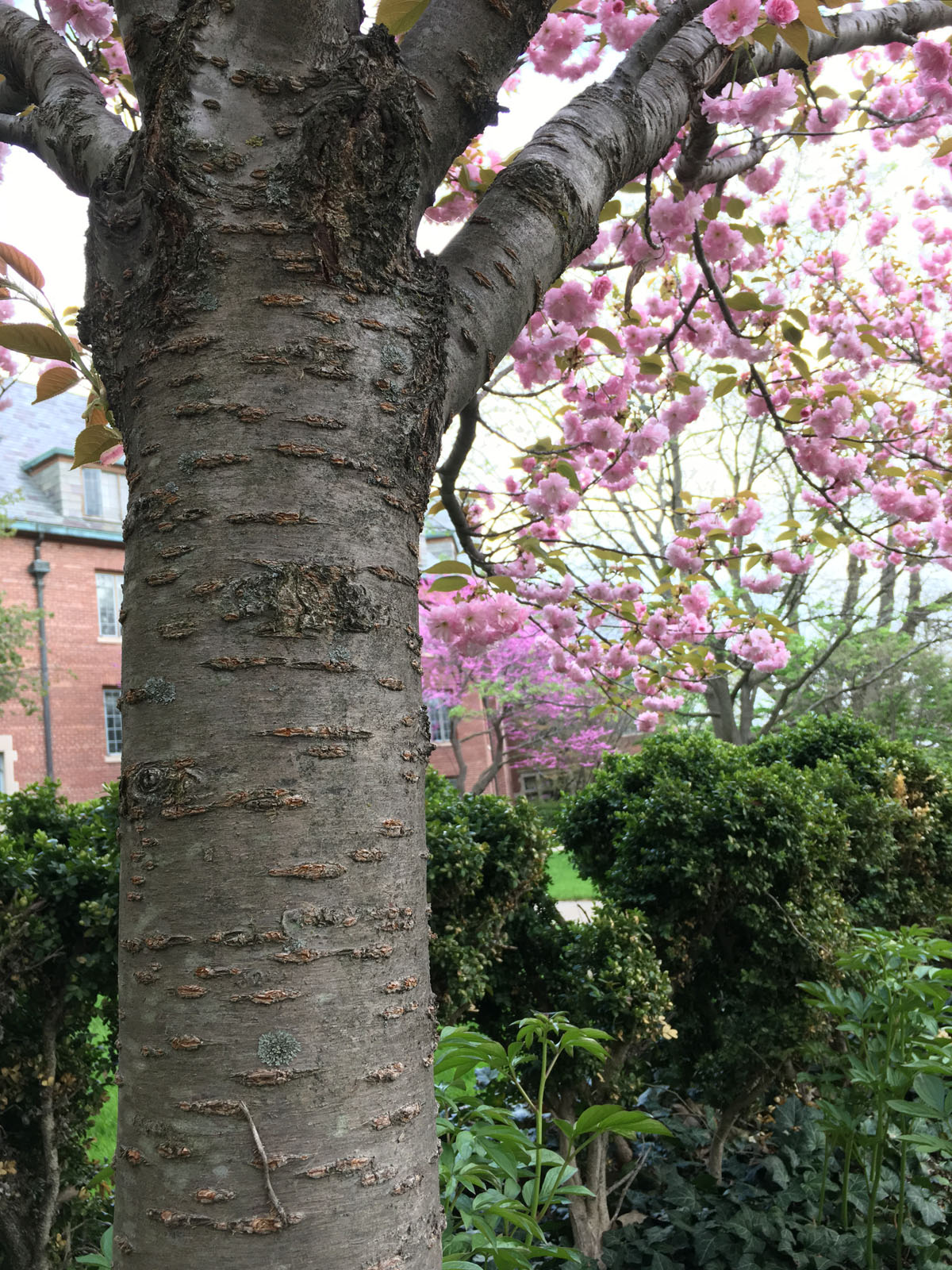 What is that Flowering Tree - Part II - Elements Studio