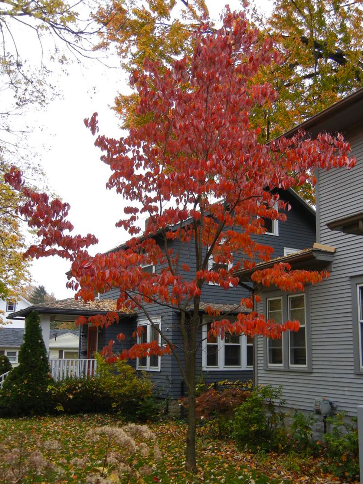 What is that Flowering Tree - Part II - Elements Studio