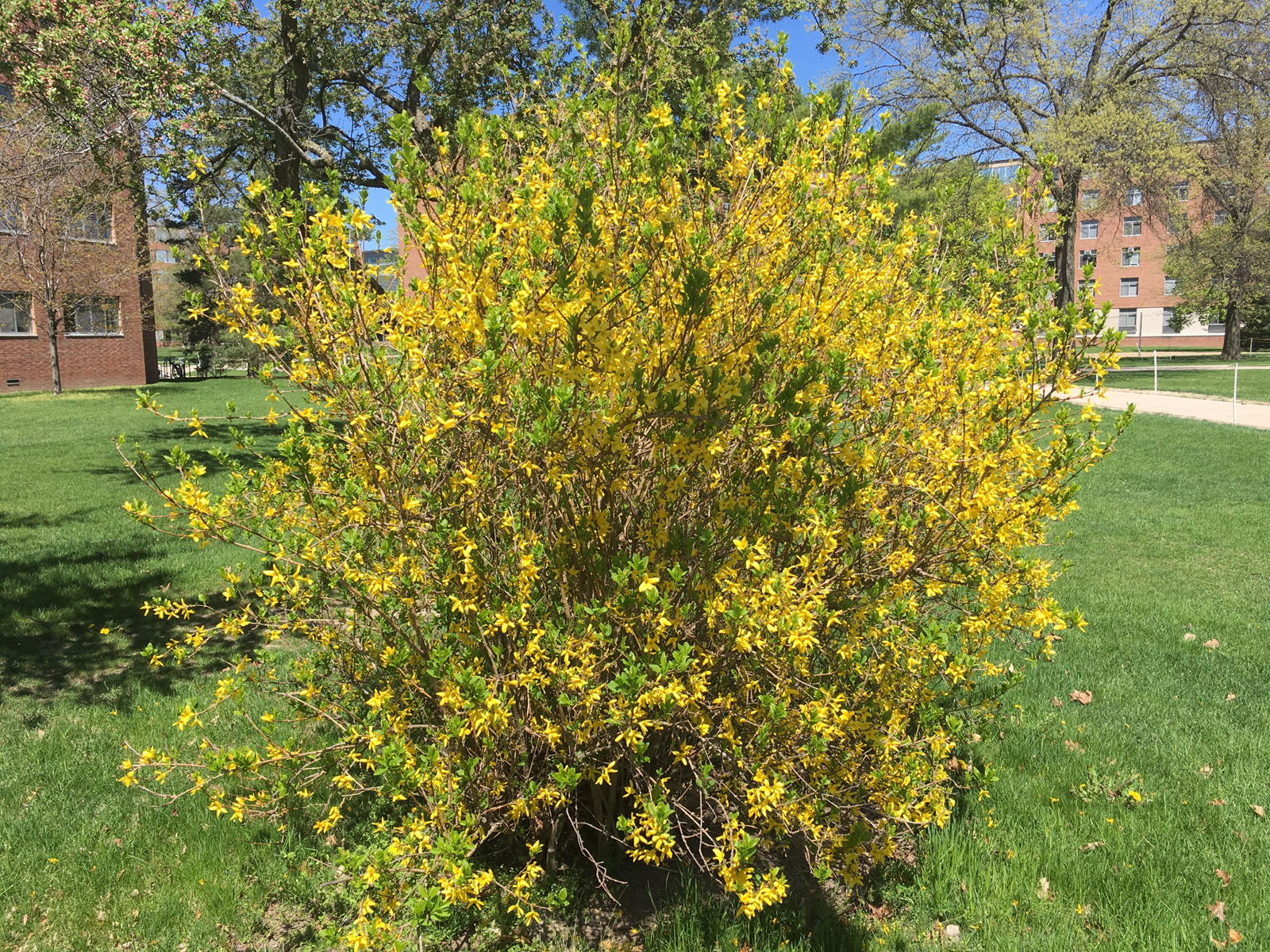 What is that Flowering Tree? - Elements Studio