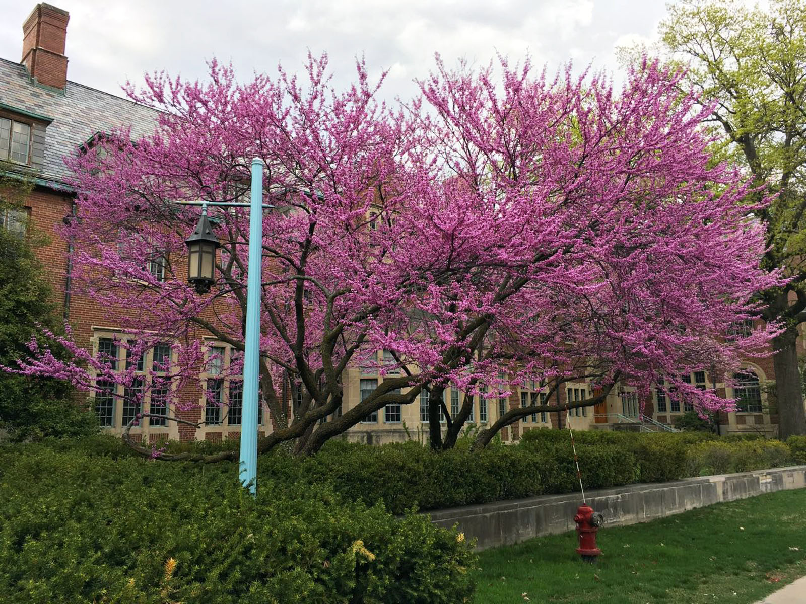 What is that Flowering Tree - Part II - Elements Studio