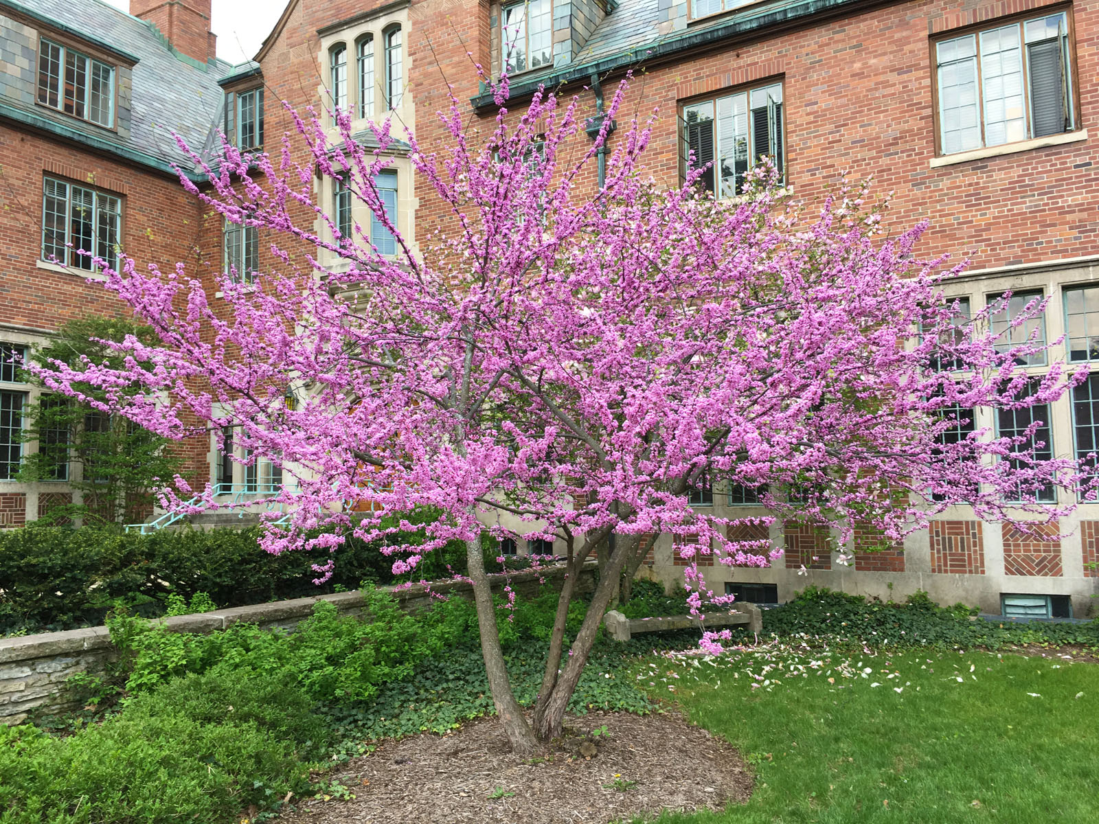 What is that Flowering Tree - Part II - Elements Studio